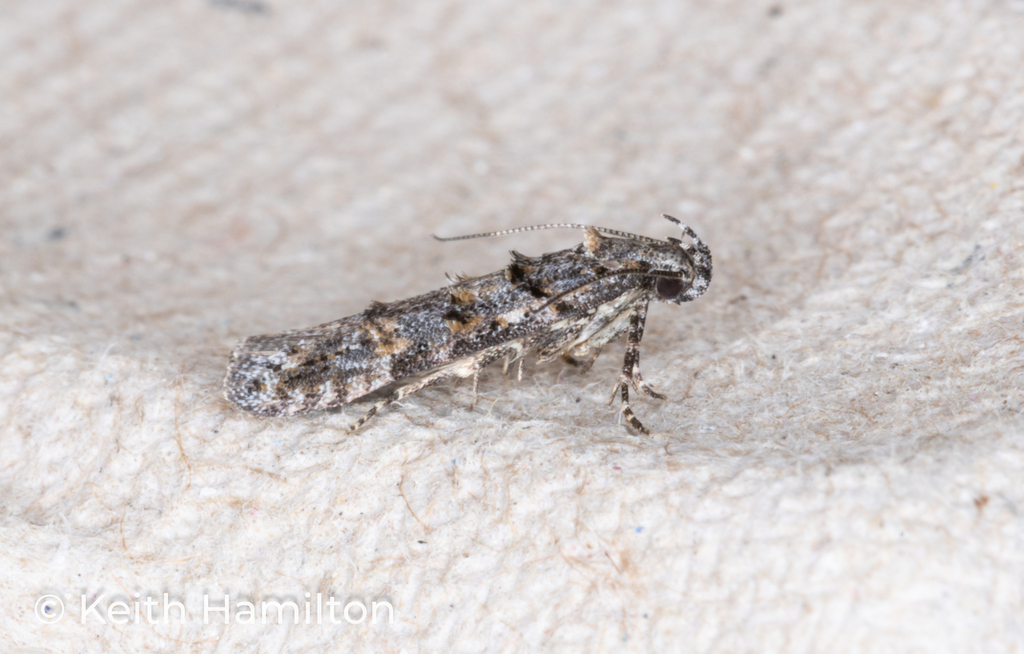 Litini from La Sayuela, Ávila, Spain on July 6, 2024 at 09:14 AM by ...