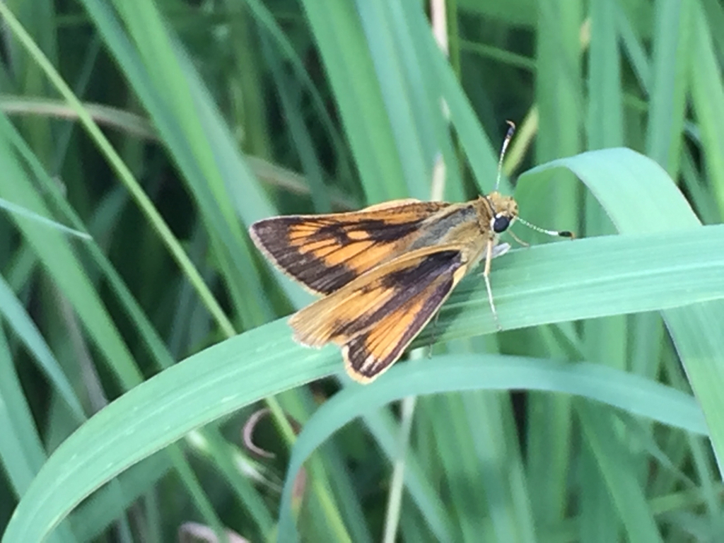 Delaware Skipper (Denver-Boulder Metro Area: Butterflies and Moths ...