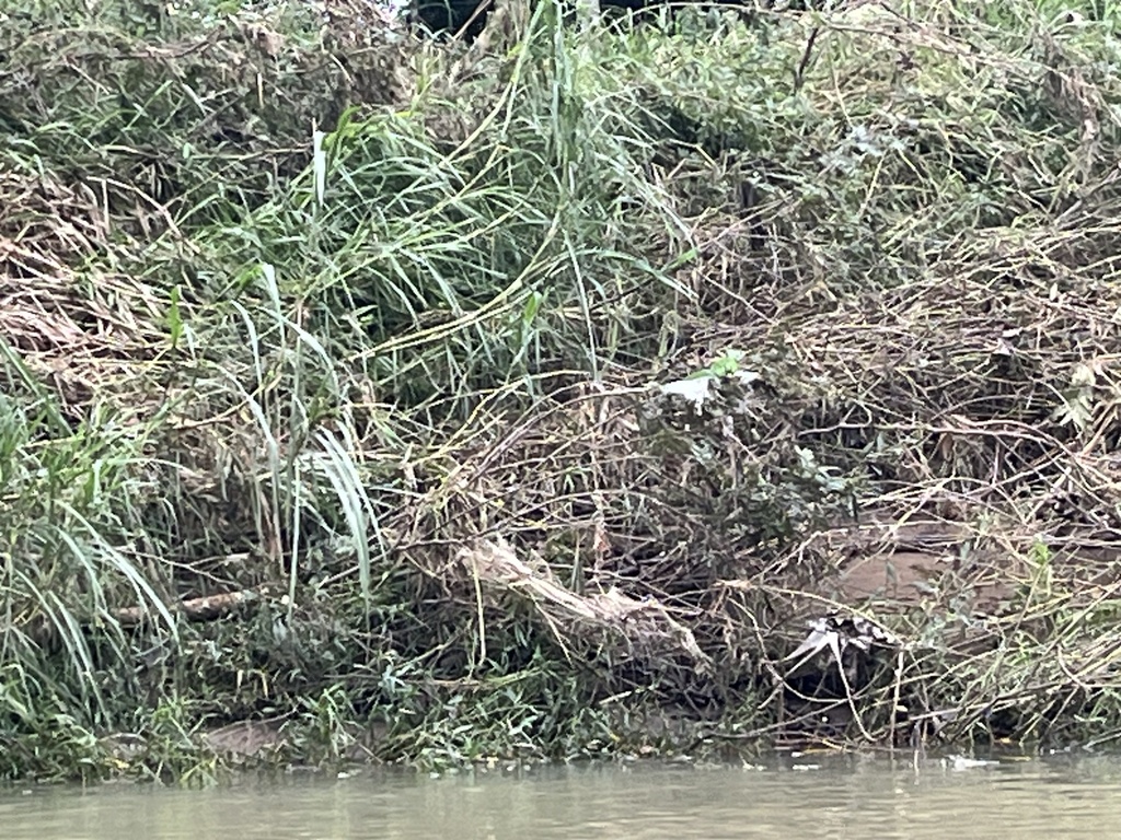 Green Basilisk in July 2024 by Matthew. Lifer · iNaturalist