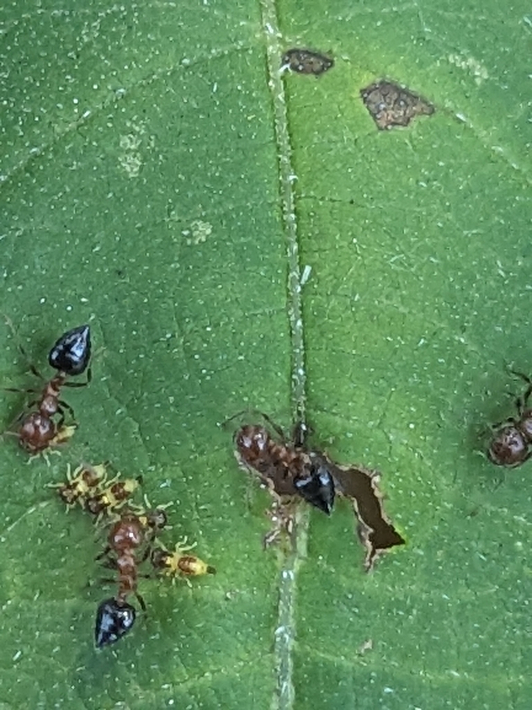 Shiny Acrobat Ant from Arlington, TX 76018, USA on July 6, 2024 at 01: ...