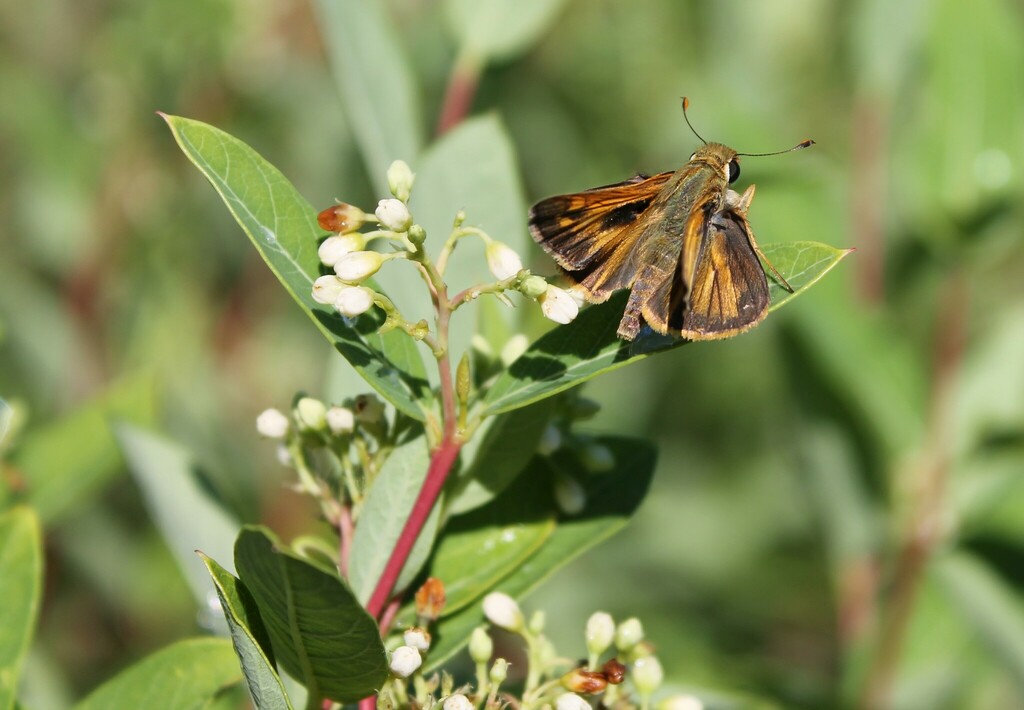 Huron Sachem from Grayson, KY 41143, USA on July 6, 2024 at 10:25 AM by ...