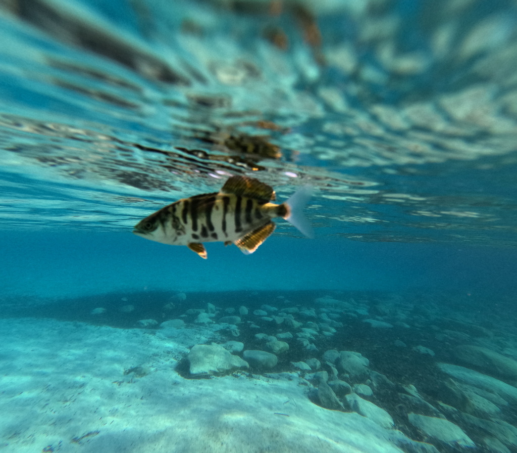 Leerfish from North Atlantic Ocean, GR on July 6, 2024 at 06:55 PM by ...