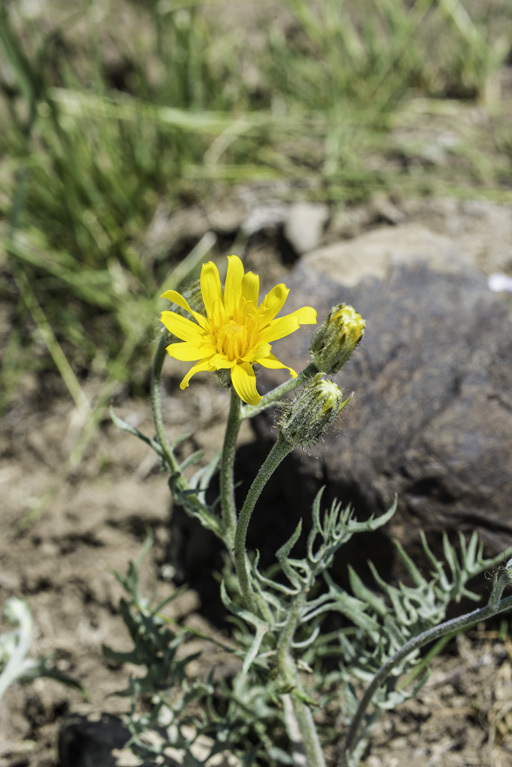 Modoc Hawksbeard (Crepis modocensis) - Botanical Realm