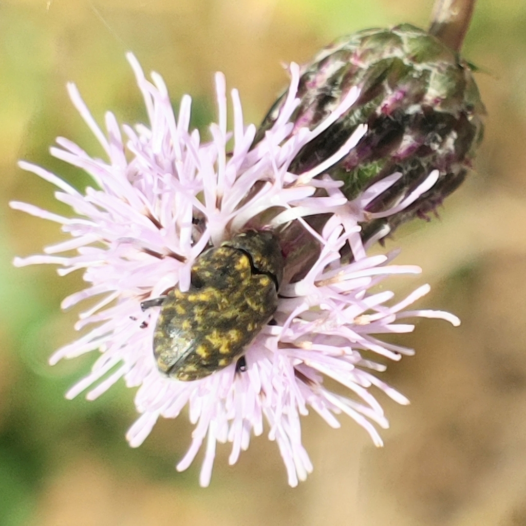 Turbine Cylindrical Weevil from New Freedom, PA 17349, USA on July 6 ...