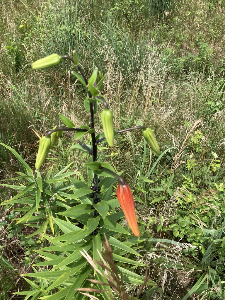 true lilies in July 2024 by shagbarkben · iNaturalist