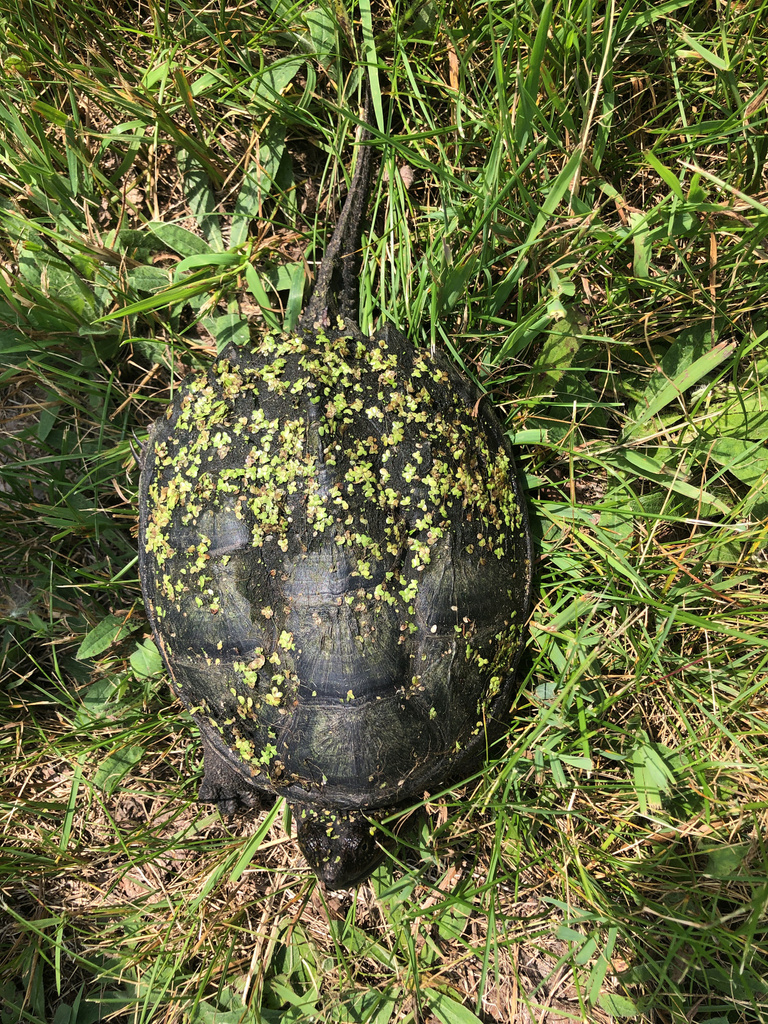 Common Snapping Turtle from Durant St NE, East Bethel, MN, US on July ...