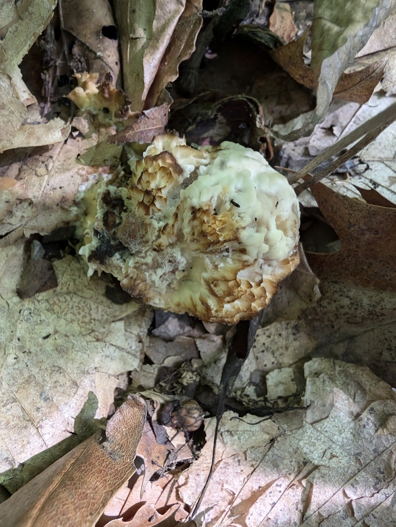 Fungi Including Lichens from Madison Township, IN 46135, USA on July 6 ...