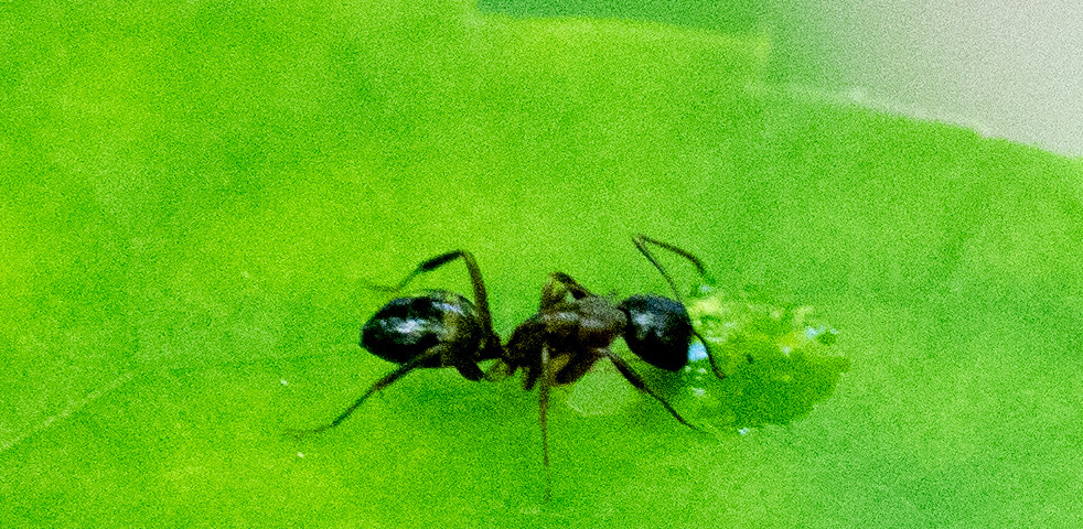 Bearded Carpenter ant from Clermont County, OH, USA on July 5, 2024 at ...