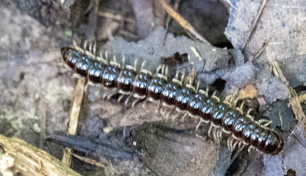 Greenhouse Millipede from Clermont County, OH, USA on July 6, 2024 at ...