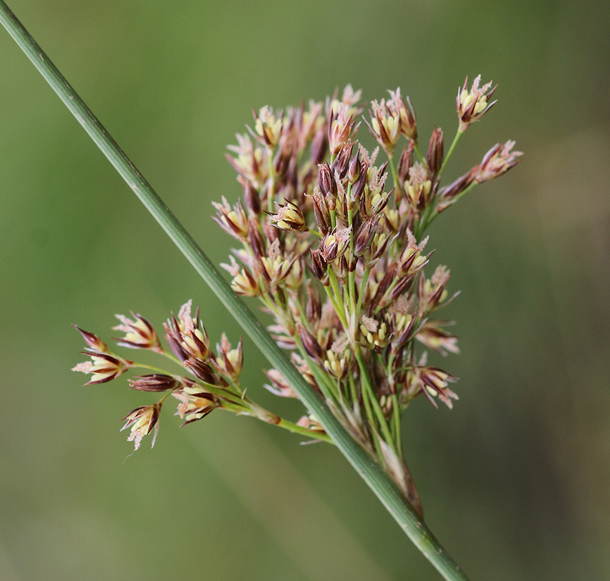 Juncaceae Juncus