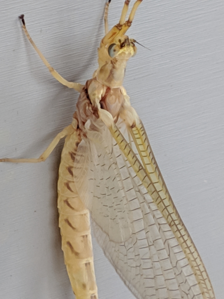 Giant Mayfly from White Post, VA 22663, USA on May 29, 2019 at 02:11 PM ...