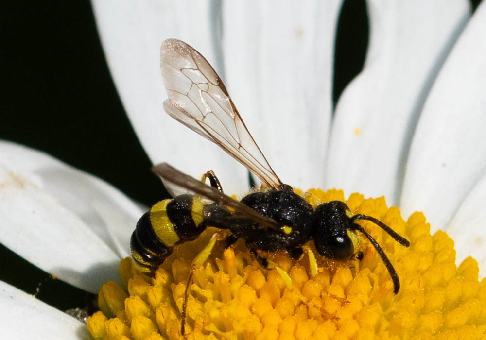 Ornate-tailed Digger Wasp from Gravesend, UK on June 25, 2024 at 01:31 ...