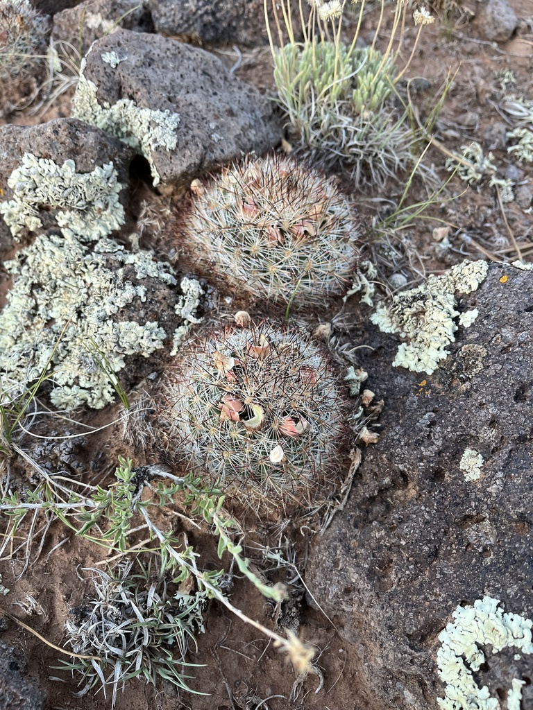 Mountain Ball Cactus from Fishlake National Forest, Teasdale, UT, US on ...