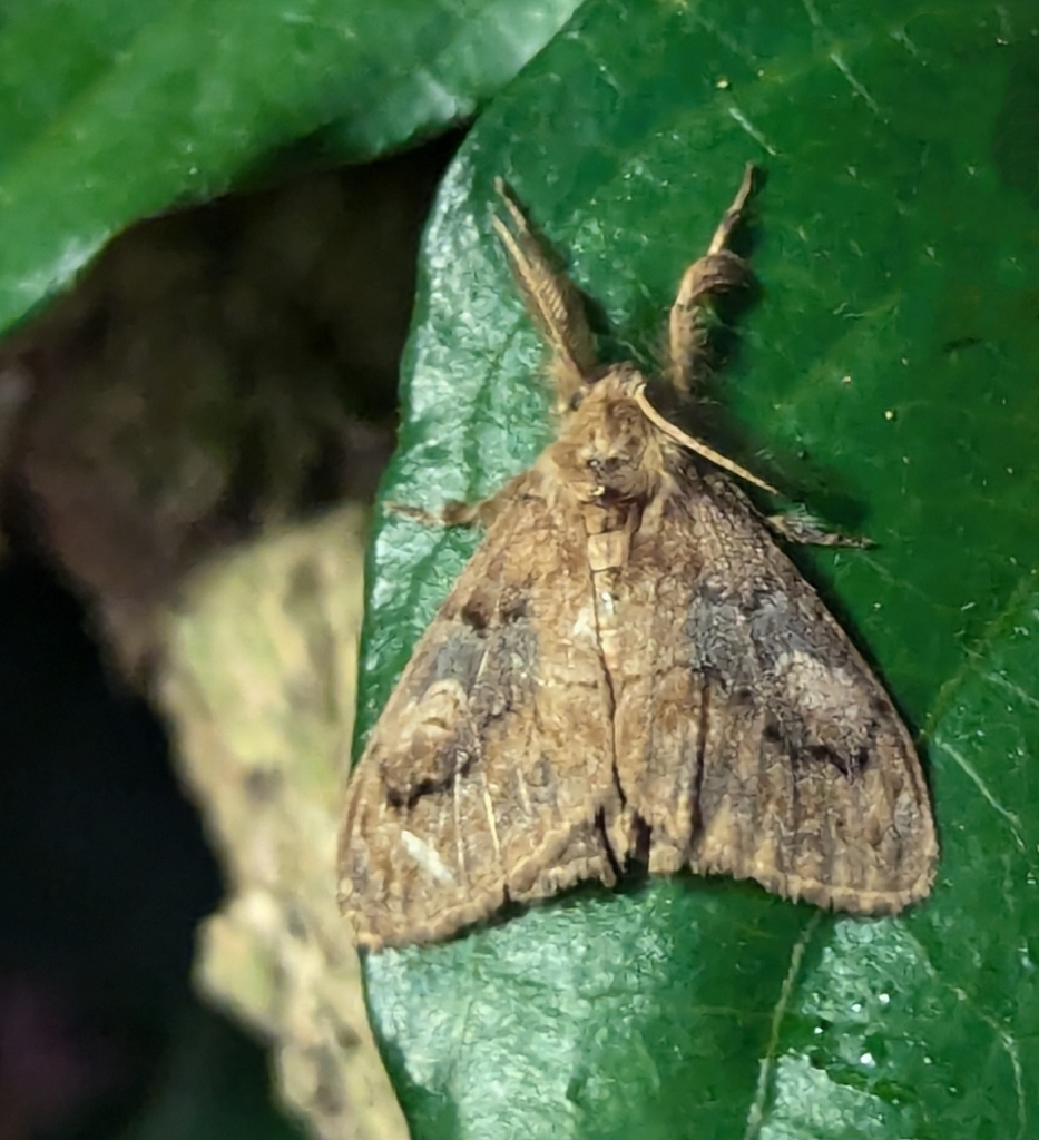 Cocoa Tussock Moth from 73號梅好石屋 on July 7, 2024 at 04:58 AM by ...