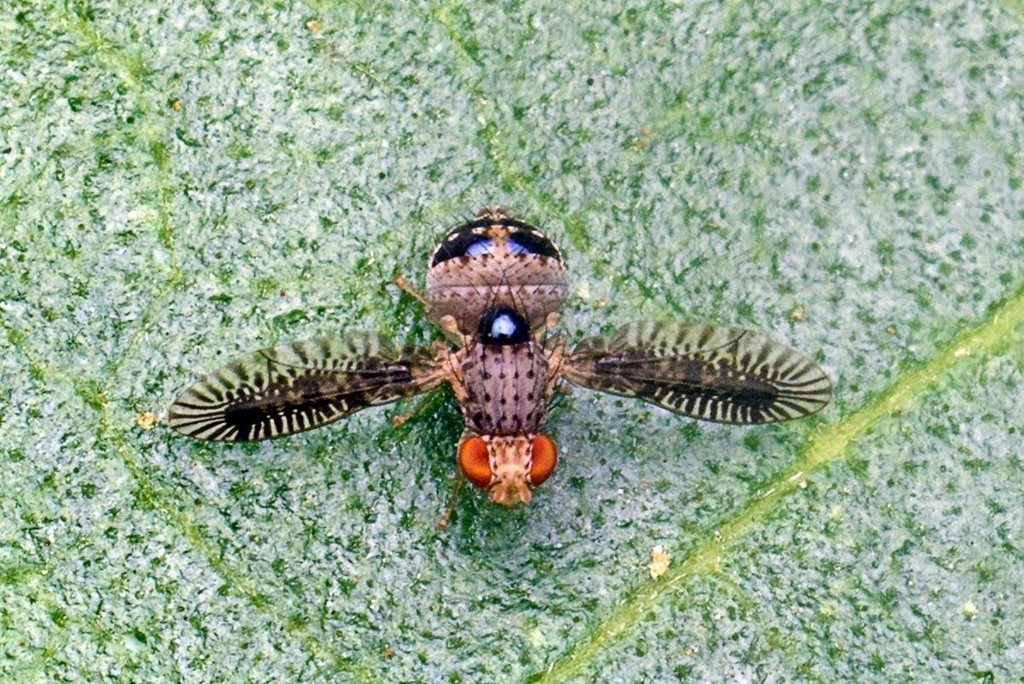 Noeetomima decora from -27.343142713121537, 153.09959436422514 on ...