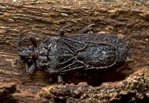 Brachyrhynchus sulcatus · iNaturalist