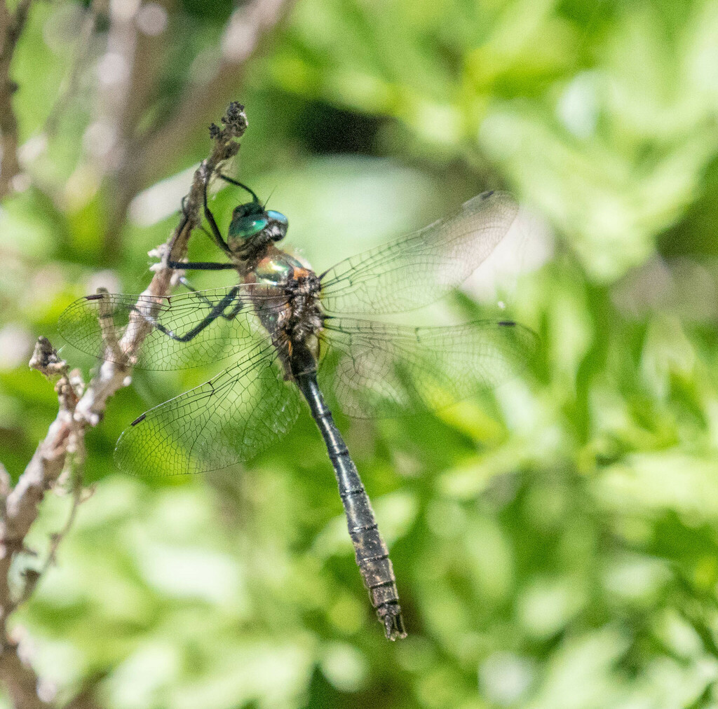 American Emerald from Washoe County, NV, USA on July 2, 2024 at 11:31 ...