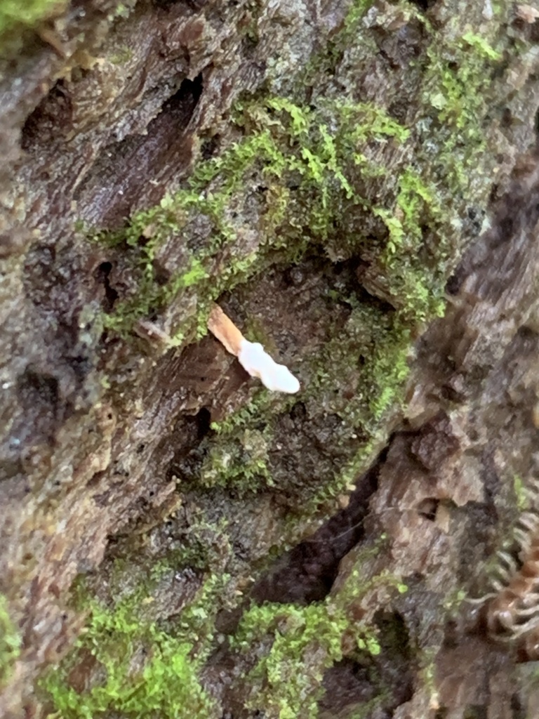 Hypocreales from Hoosier National Forest, Paoli, IN, US on July 6, 2024 ...