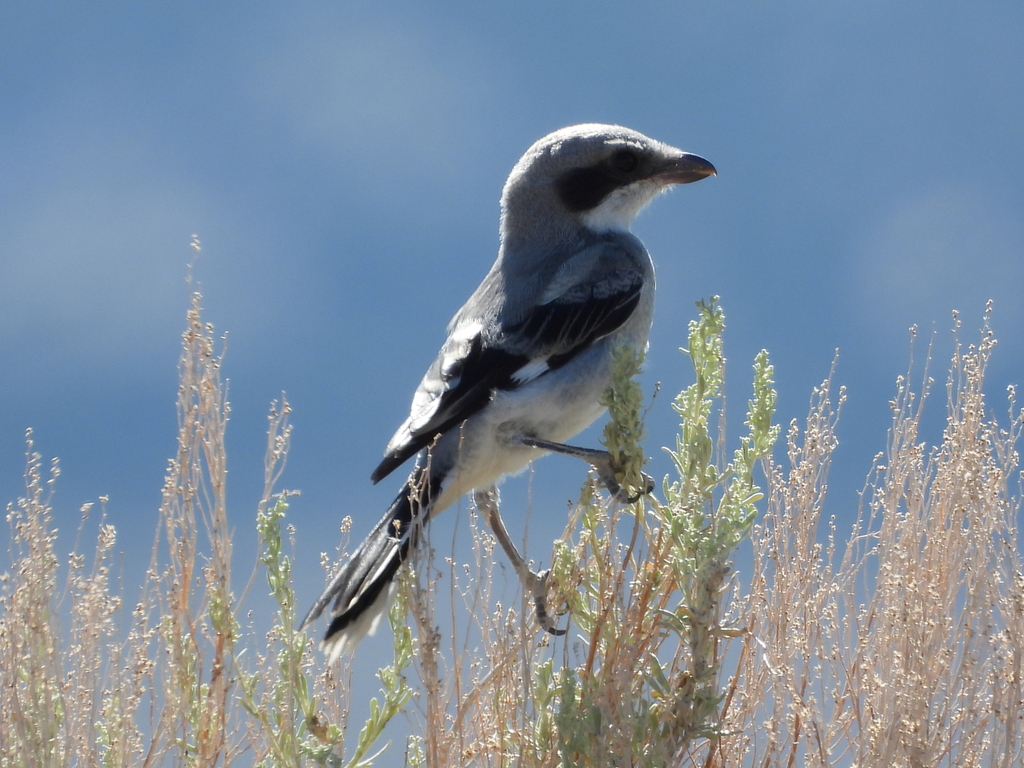 Loggerhead Shrike in July 2024 by judysue3. Shrike · iNaturalist