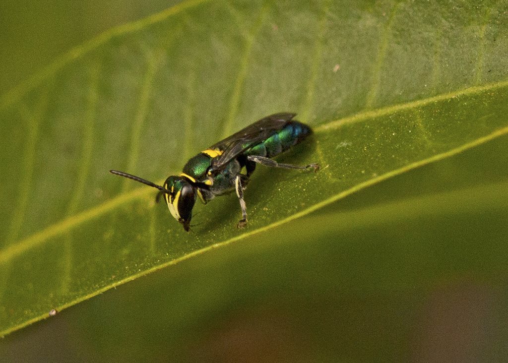 Parallel Beautiful-Masked bee (bees of se qld) · iNaturalist
