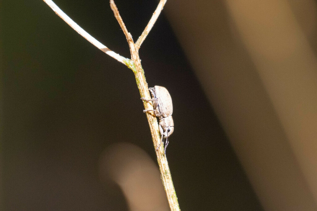 Broad-nosed Weevils from Villas, Lower Township, NJ, USA on July 2 ...