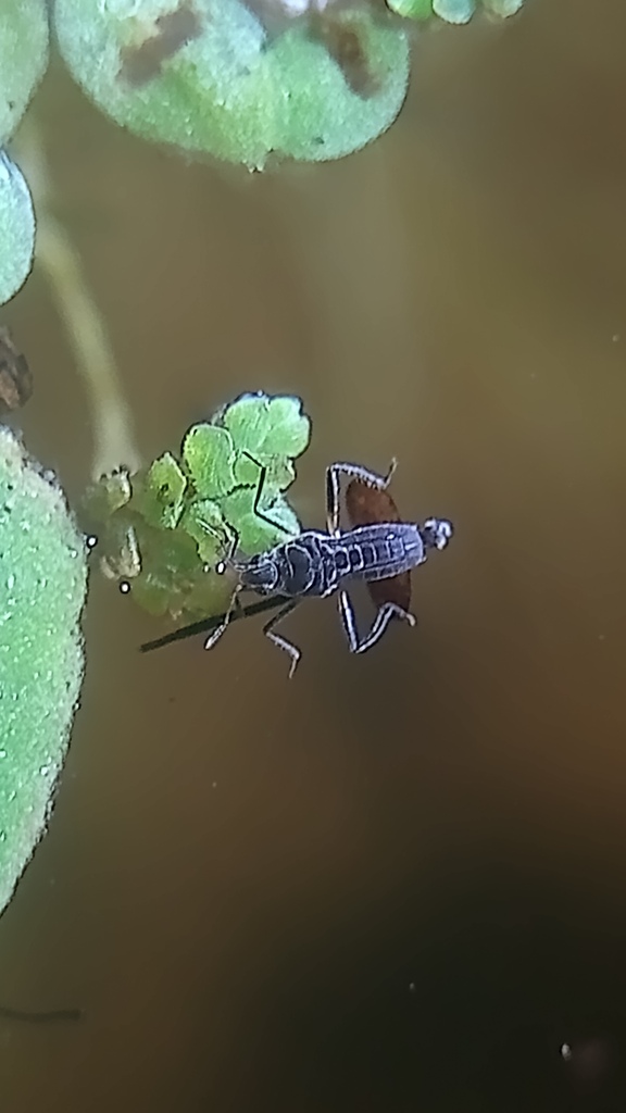 Microvelia pulchella from Ribeira do Pombal - BA, Brasil on July 1 ...