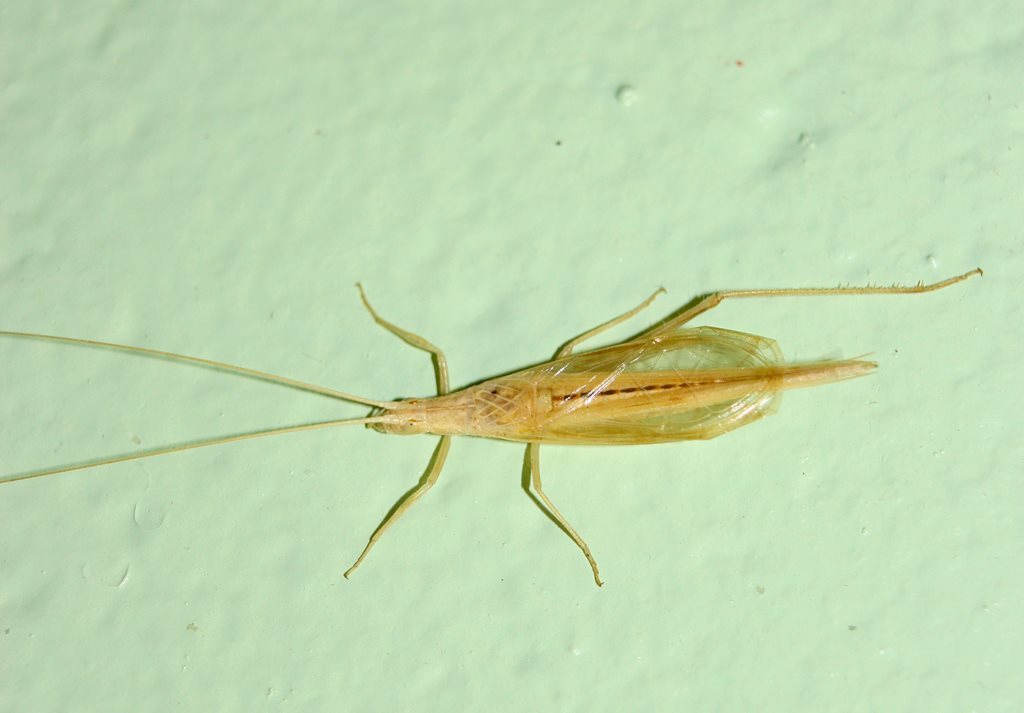 Oecanthus rufescens Serville, 1838