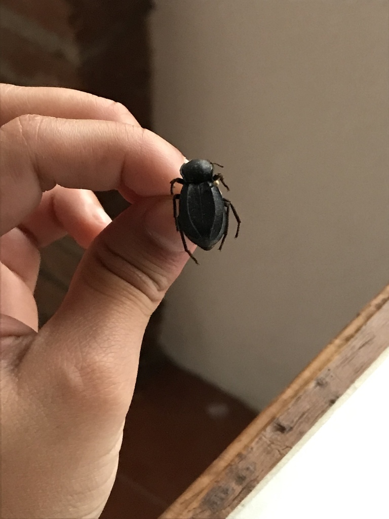 Stenomorpha furcata from Tlahualilo, Tlahualilo, DGO, MX on May 29 ...