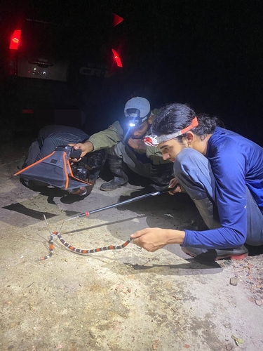 Trinidad Ribbon Coral Snake (Micrurus diutius) - Snakes and Lizards