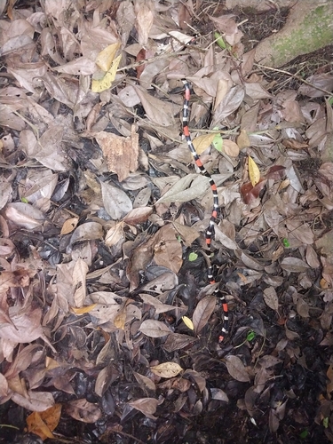 Trinidad Ribbon Coral Snake (Micrurus diutius) - Snakes and Lizards