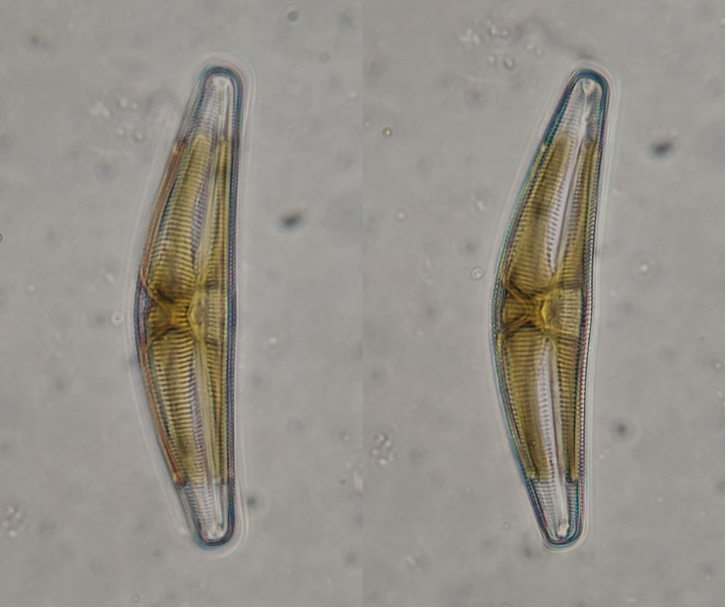 Cymbella from Brisbane QLD, Australia on July 4, 2024 at 01:43 PM by ...