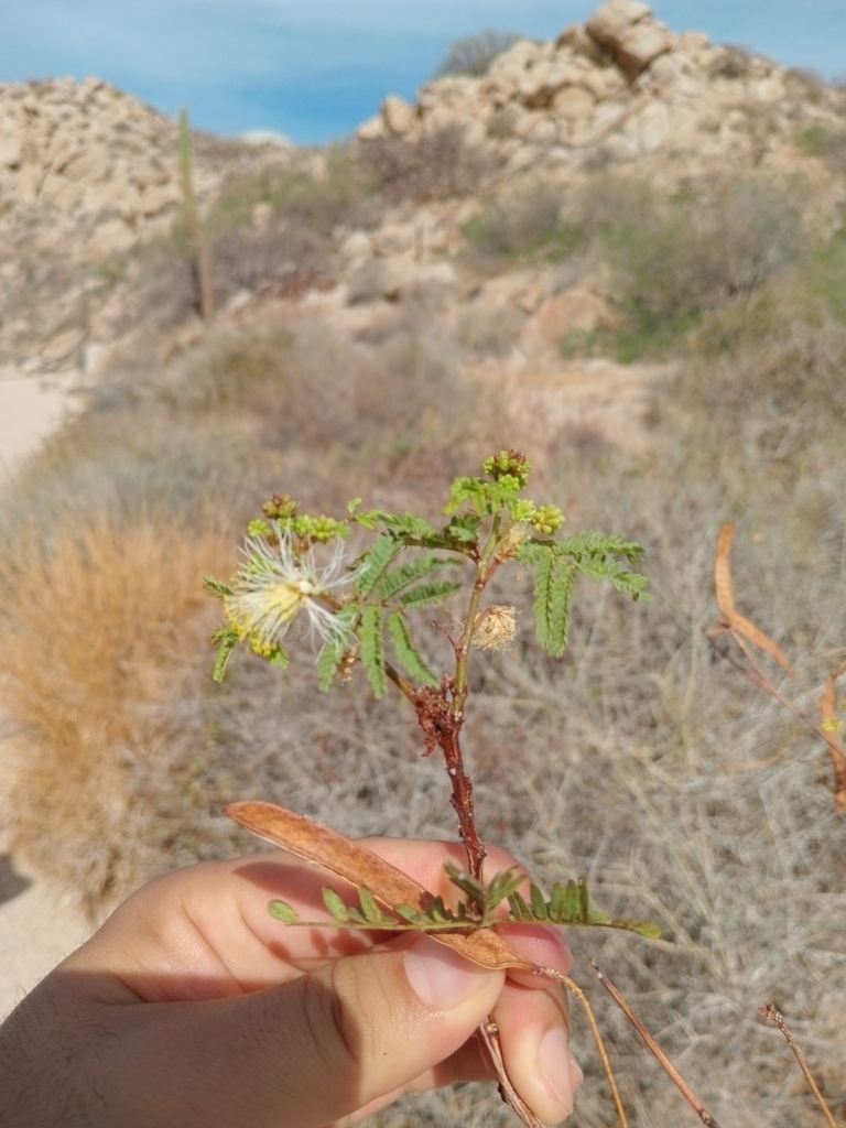 Desmanthus fruticosus from 23200 B.C.S., México on July 6, 2024 at 08: ...