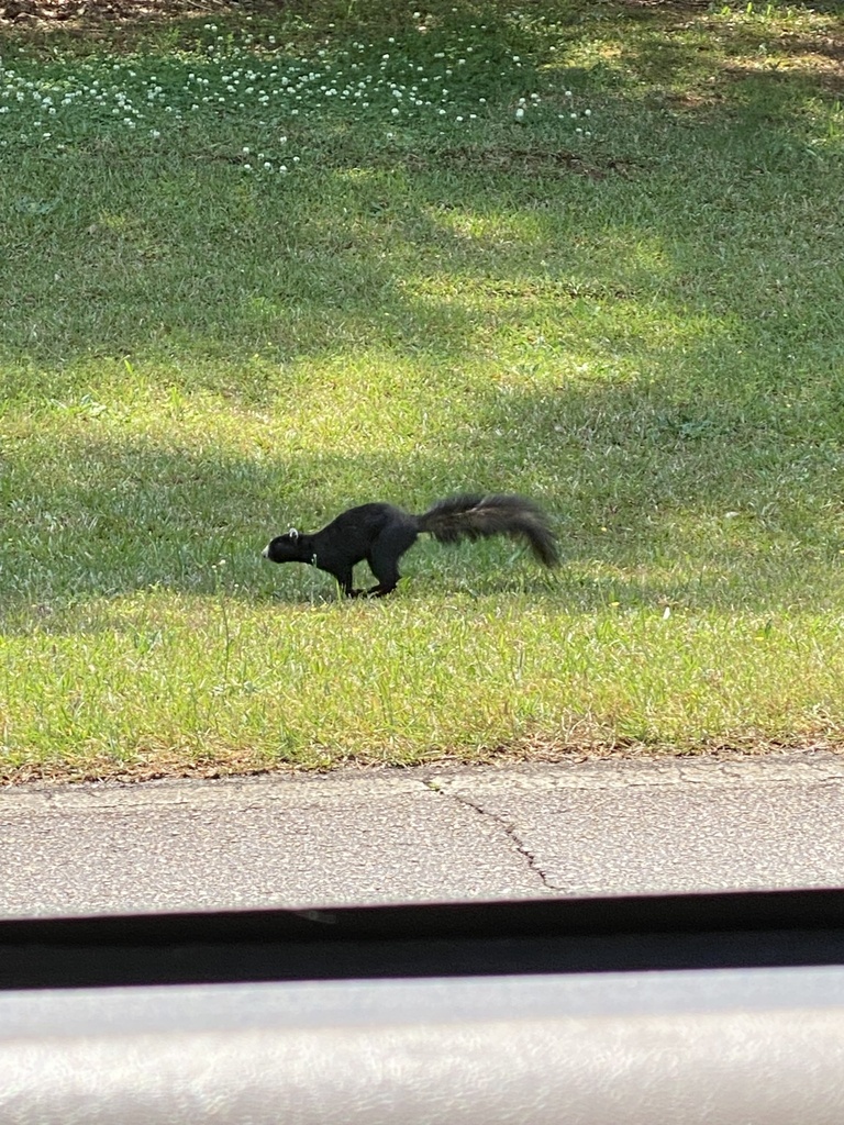 Eastern Fox Squirrel from Smith Cemetery Rd, Winder, GA, US on May 4 ...