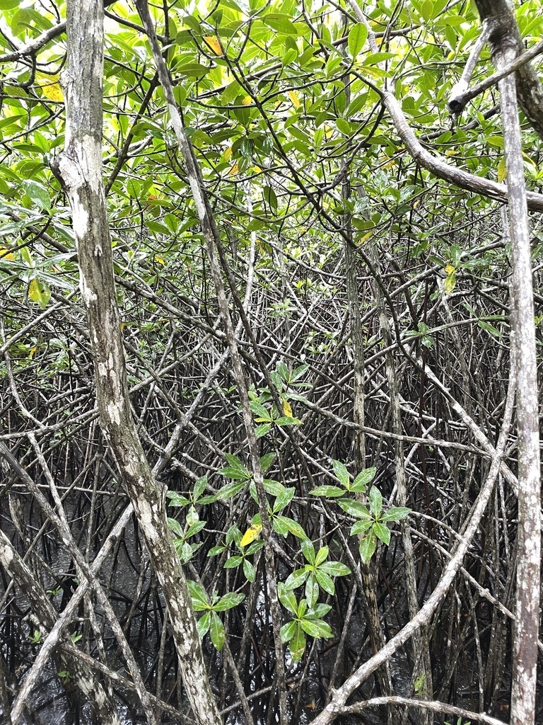 true mangroves from Puntarenas Province, Quepos, Costa Rica on June 27 ...
