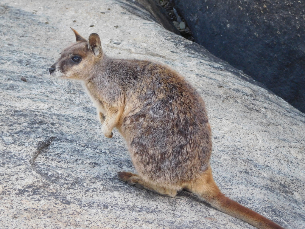 Mareeba Rock Wallaby (Petrogale mareeba) - Know Your Mammals