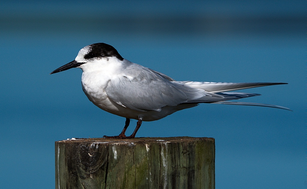 New Zealand White-fronted Tern from Northland, New Zealand on July 4, 2024 at 11:31 AM by Tom ...