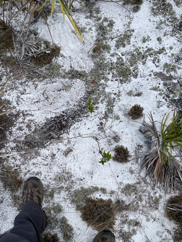 Scrub Palmetto from Polk County, FL, USA on May 7, 2024 at 01:34 PM by ...