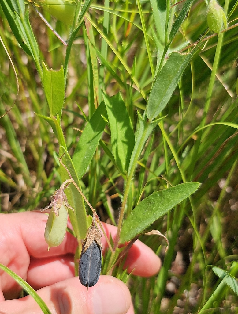 arrowhead rattlebox (Crotalaria sagittalis) - Botanical Realm