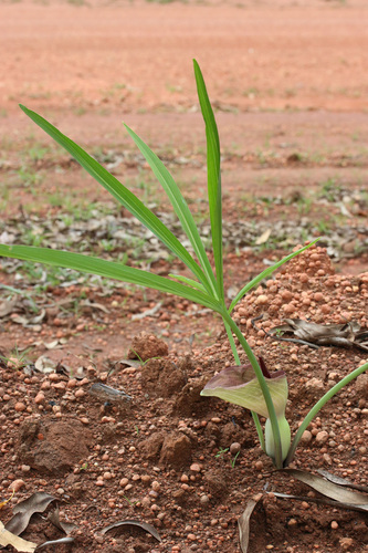 Lazarum weipanum · iNaturalist United Kingdom