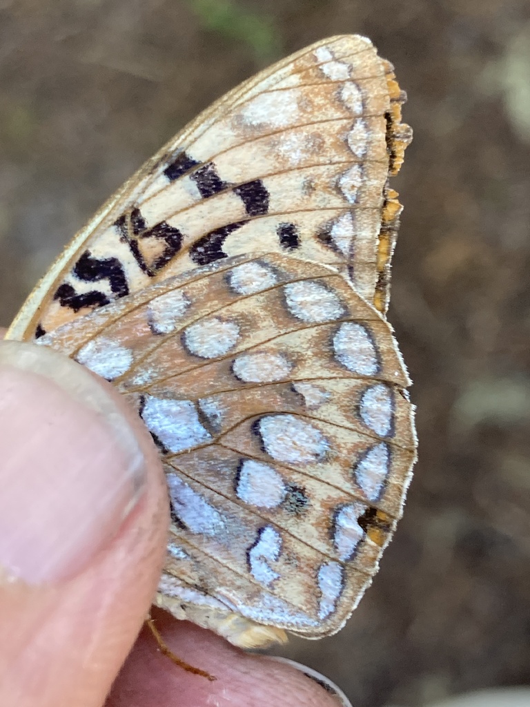 Coronis Fritillary from Skamania County, US-WA, US on July 6, 2024 at ...