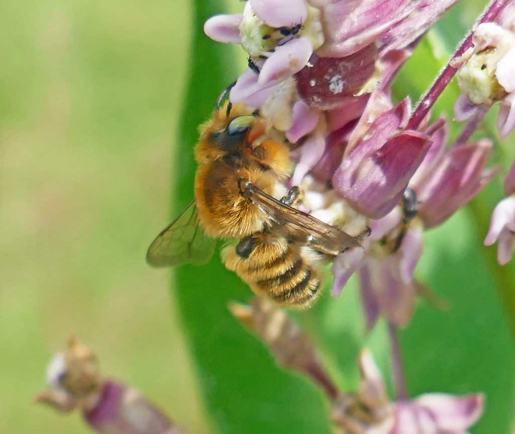 broad-handed leafcutter bee from Northfield, VT 05663, USA on July 05 ...