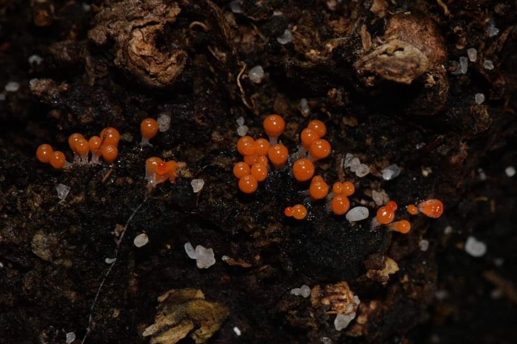 Trichia crateriformis from 2 Clements Pl, Jandakot WA 6164, Australia ...