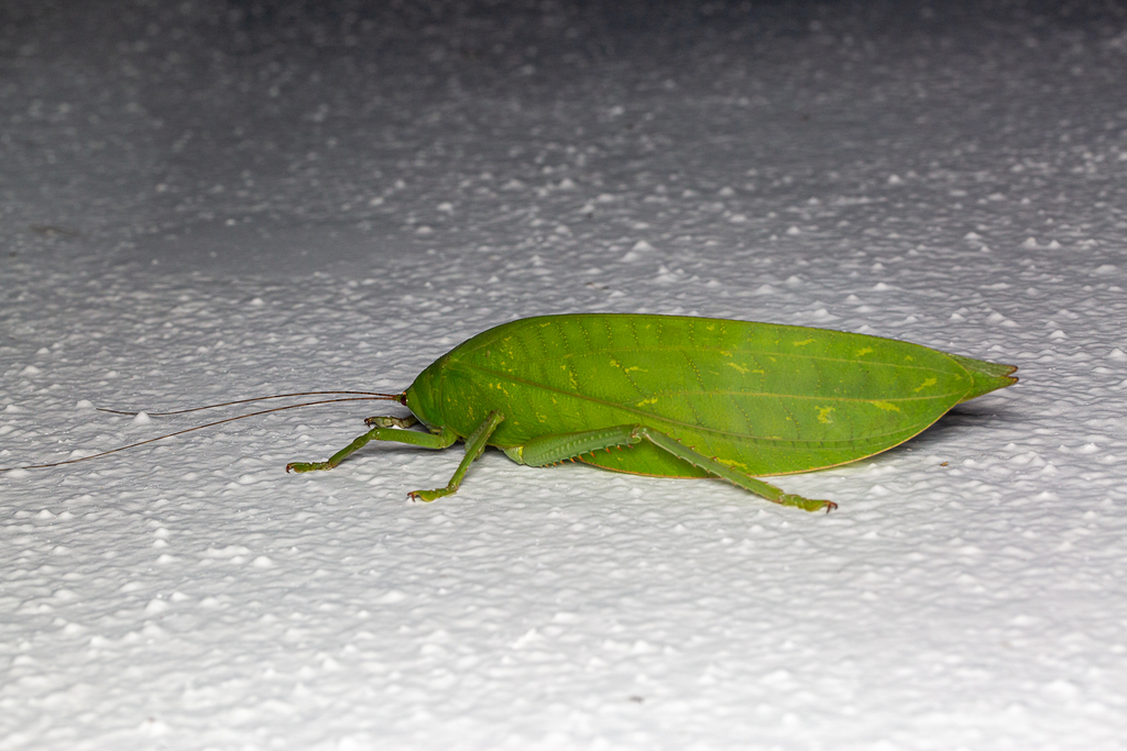 Chloracris from MCM Nature Discovery Villa (Stephen's Place), Fraser's ...