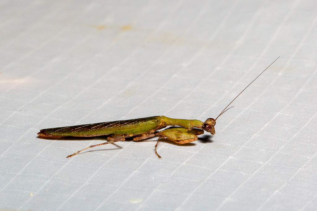 Acromantis from MCM Nature Discovery Villa (Stephen's Place), Fraser's ...