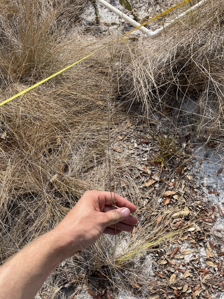 Southern Wiregrass from Highlands County, FL, USA on May 12, 2024 at 09 ...
