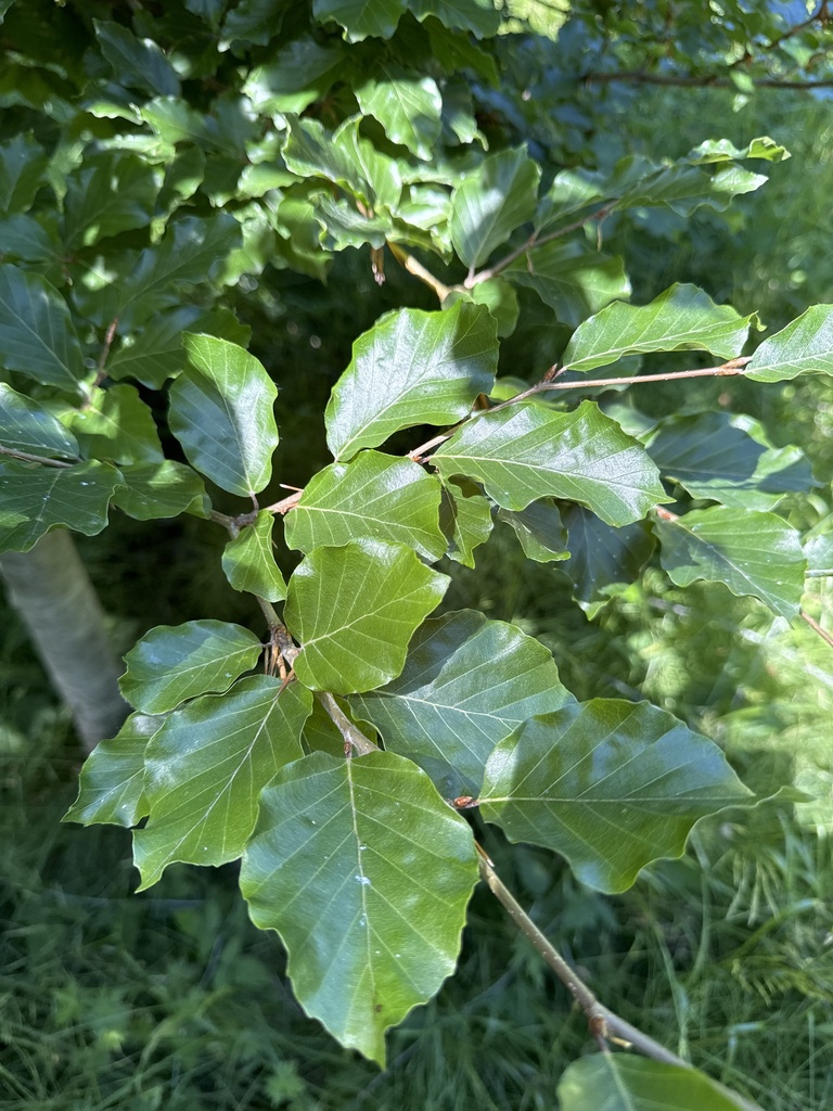 European beech from Tynehead, Surrey, BC, CA on July 06, 2024 at 03:27 ...