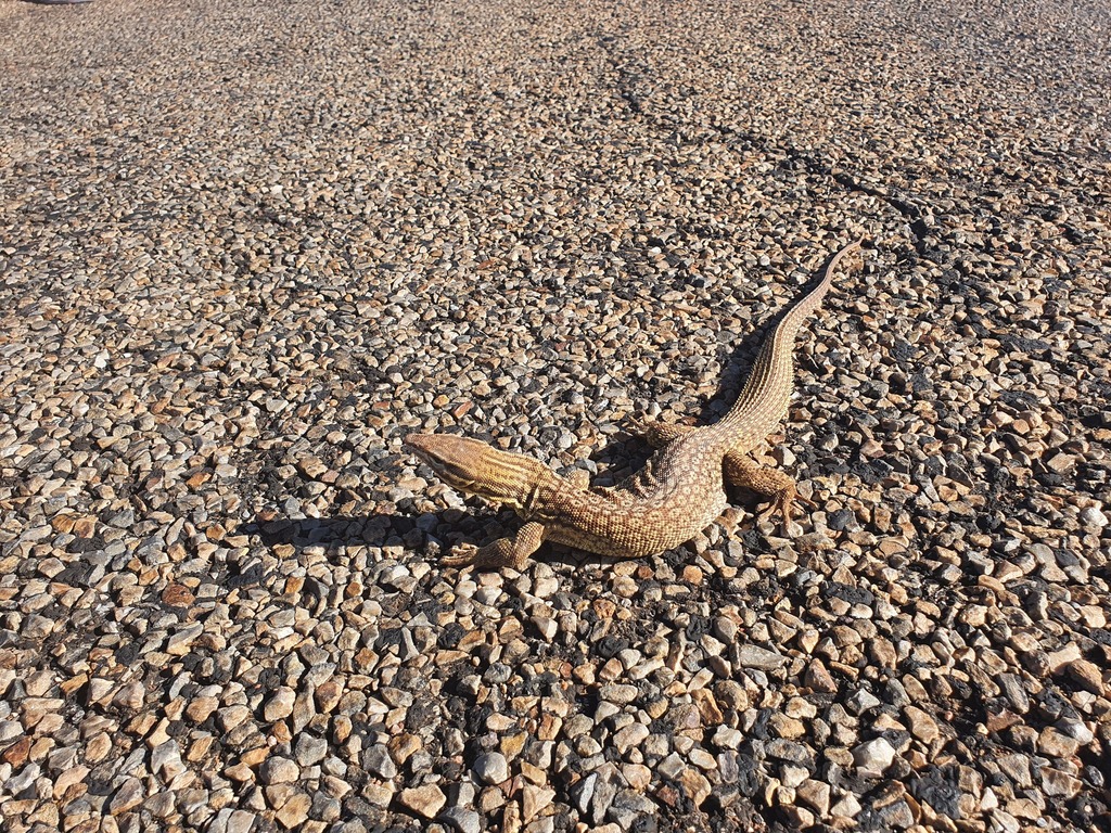 Ridge-tailed Monitor from Mount Isa QLD 4825, Australia on September 28 ...