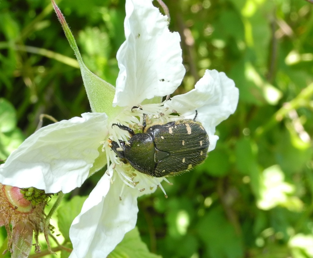 Blue Flower Chafer from 大韓民国 チョルラ南道 ヨス市 サムサンミョン on April 26, 2019 at 10 ...