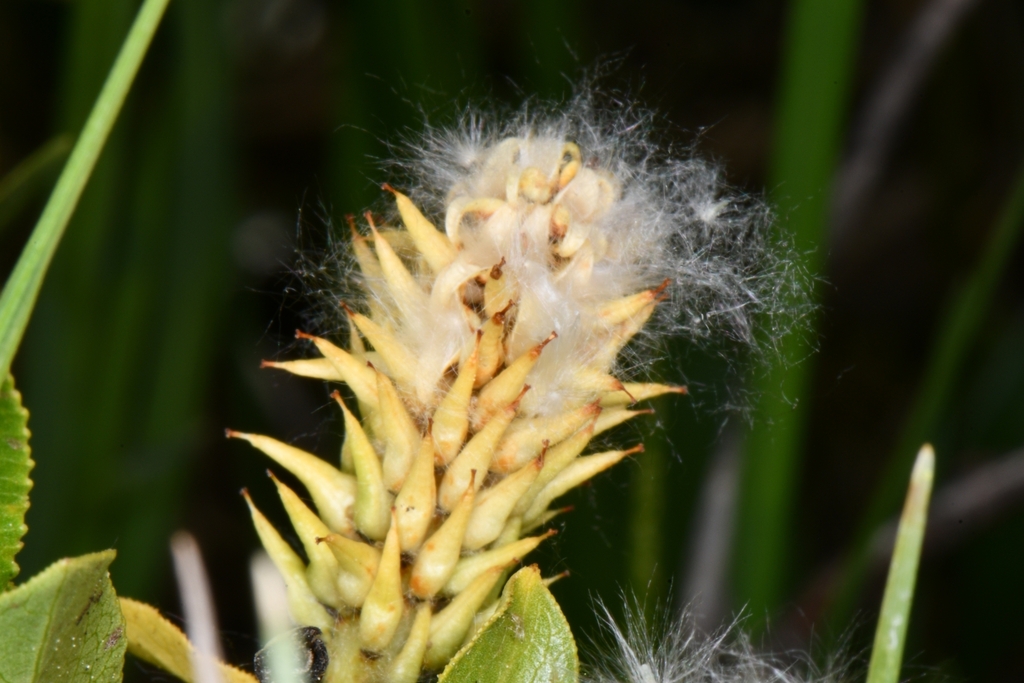 Arizona Willow (Salix arizonica) - Botanical Realm