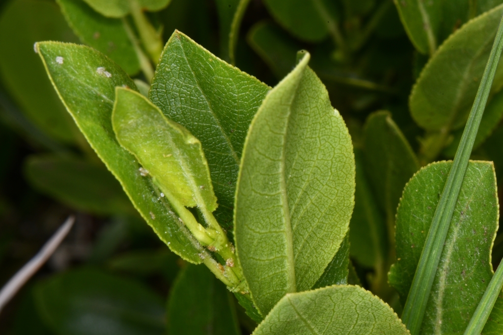 Arizona Willow (Salix arizonica) - Botanical Realm